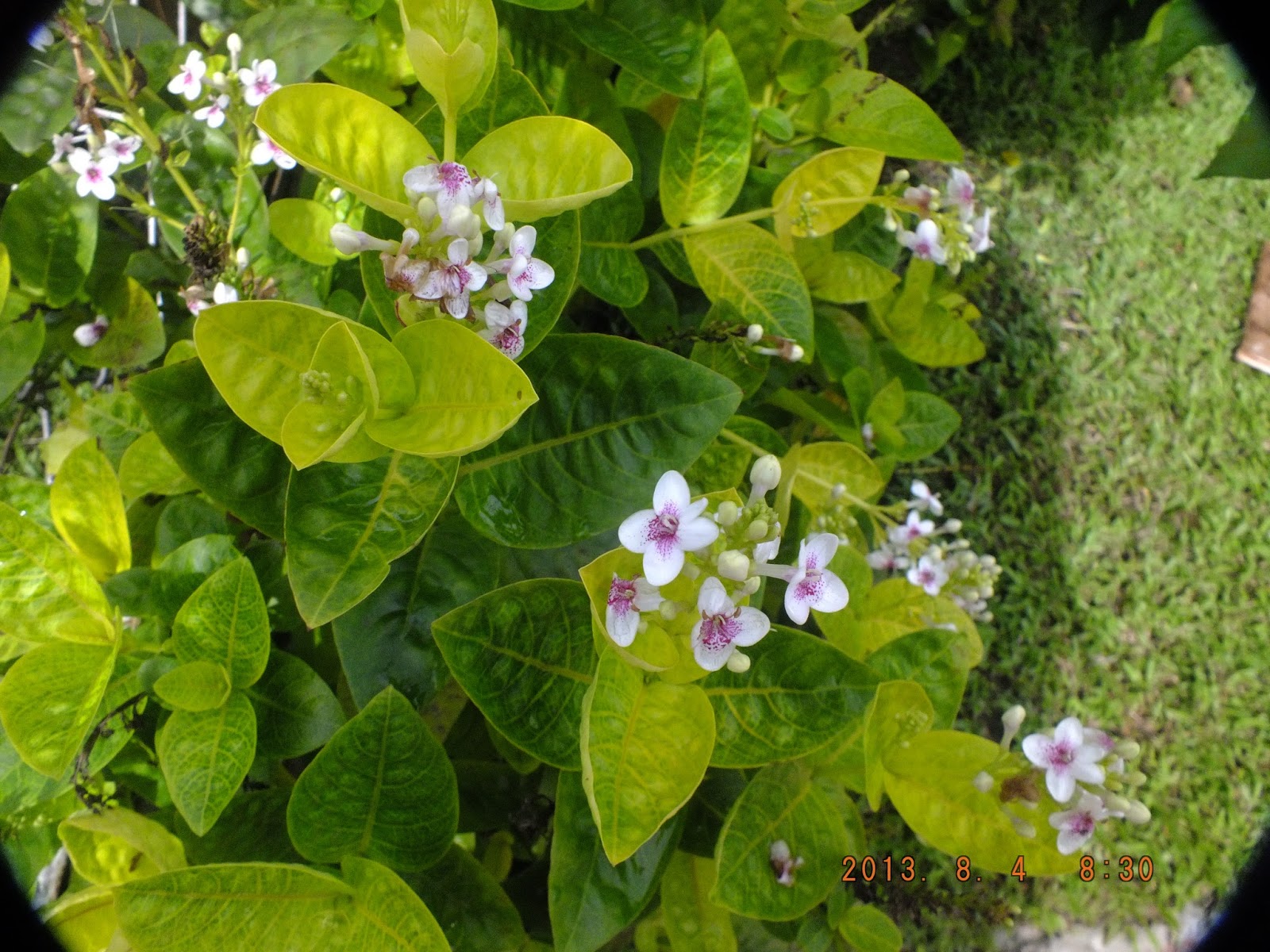 Photography with Dr. Ernie.: Flowers: yellow morado, yellow vein eranthenum