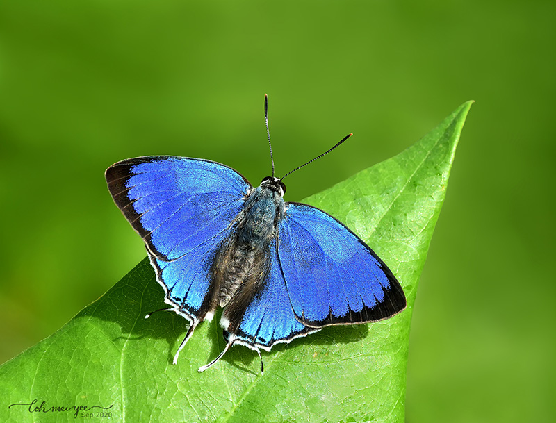 Butterflies of Singapore: Life History of the Banded Royal