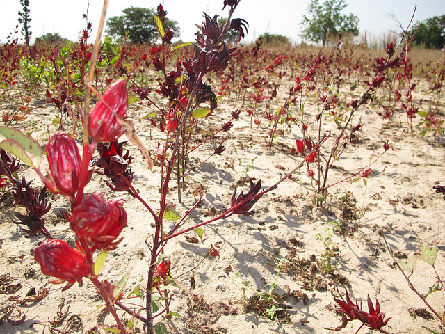 Windmills Of Your Mind: Καρκαντέ -- karkadé -- كركديه, [kæɾkæˈdeː ...