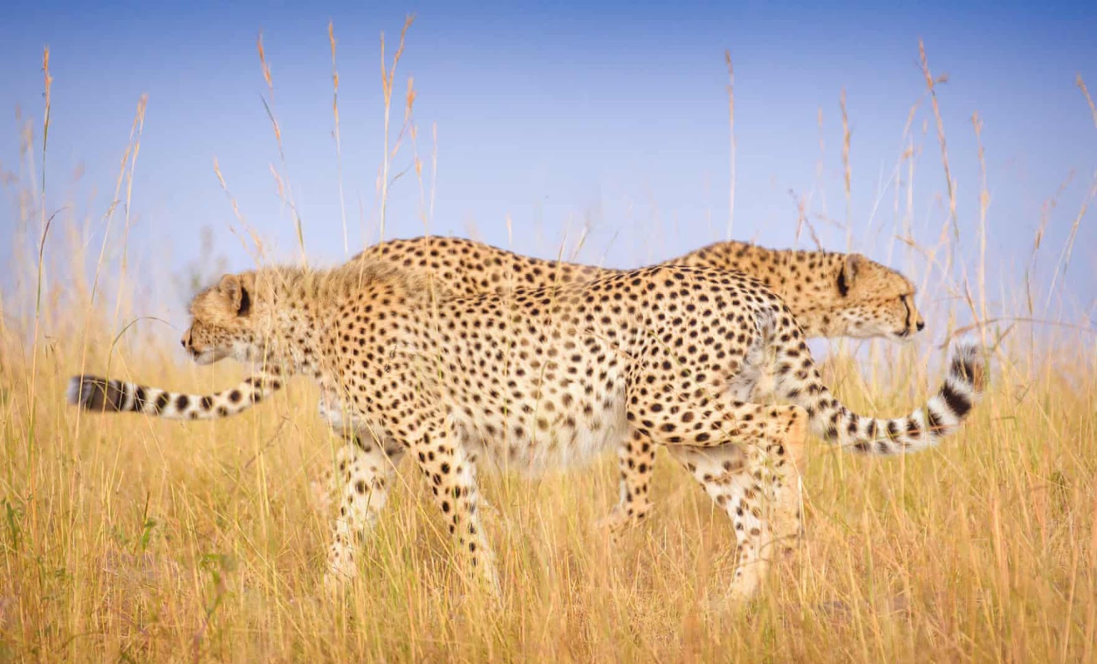 Cheetah : Kucing Besar Tercepat di Dunia