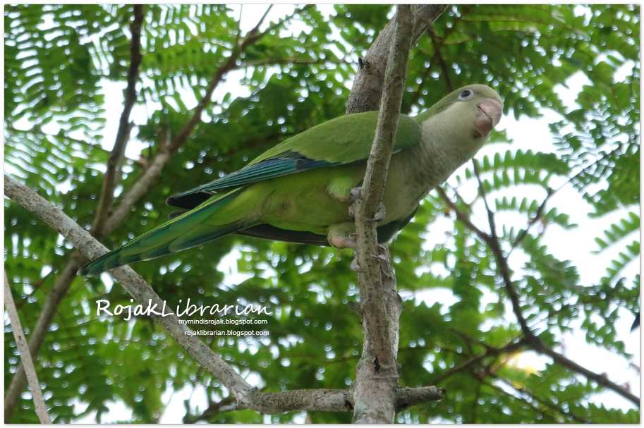 Monk Parakeets (Pasir Ris Park)