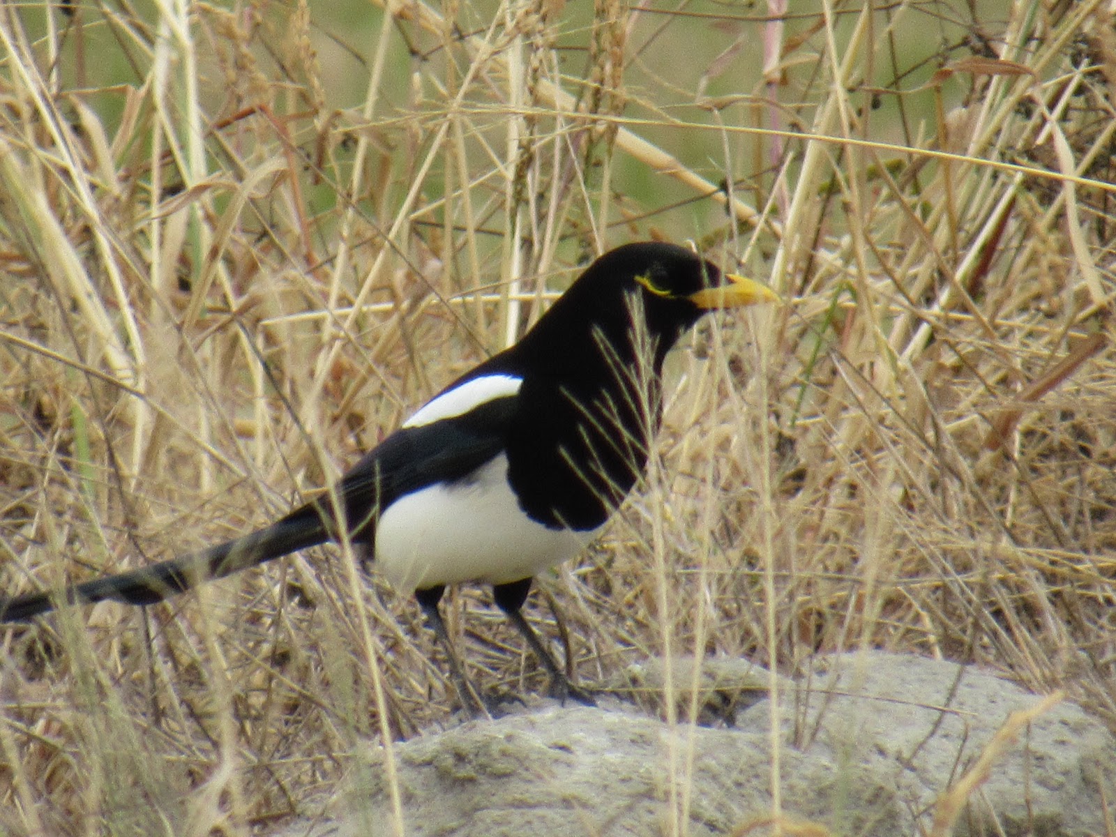 Wings and Daydreams: Marvelous Magpies