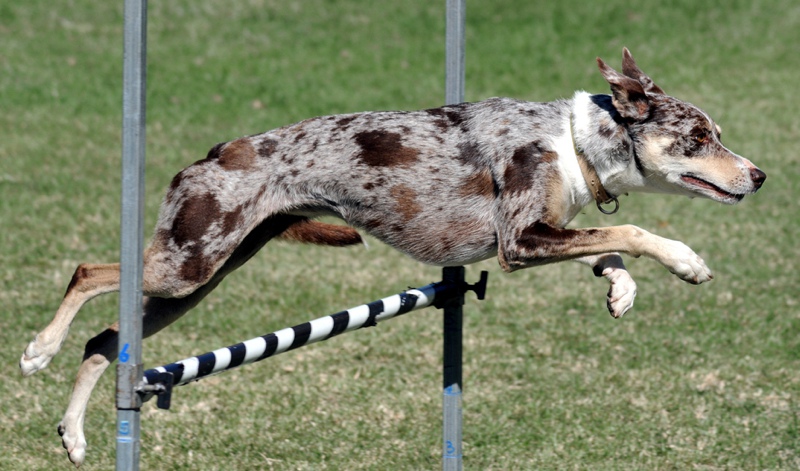NUNCAJAMAS COCKER: CONOCIENDO AL KOOLIE
