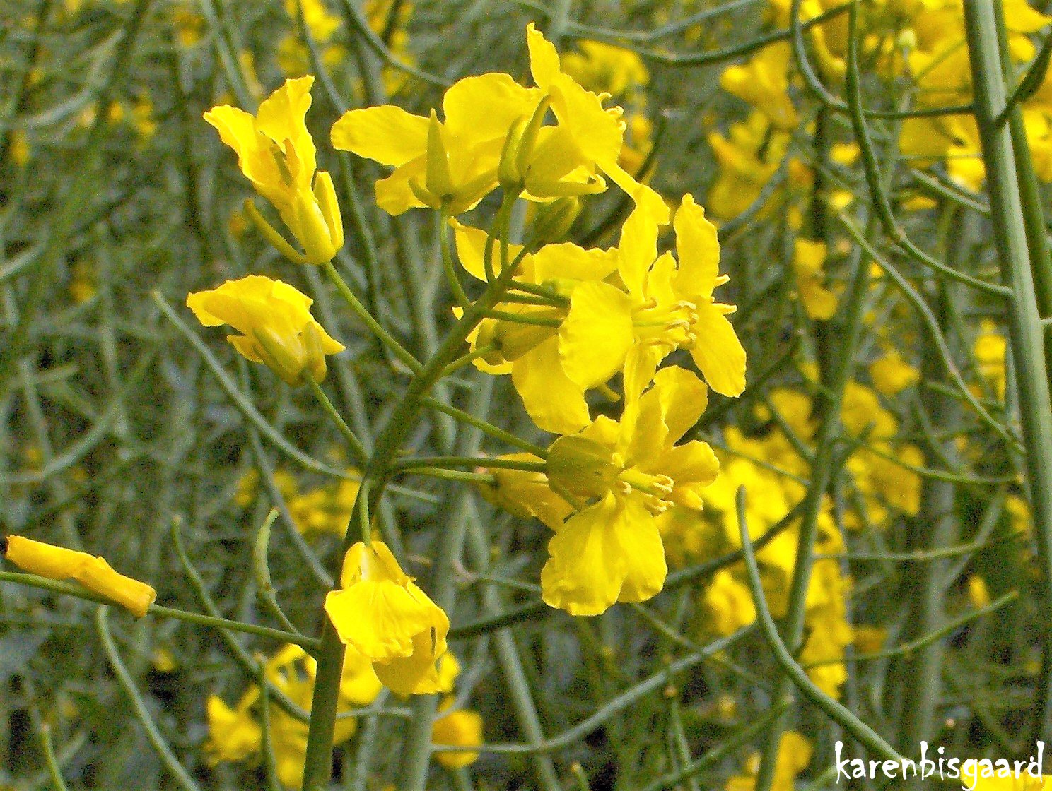 Karen`s Nature Photography: Blooming Rapeseed Plants.