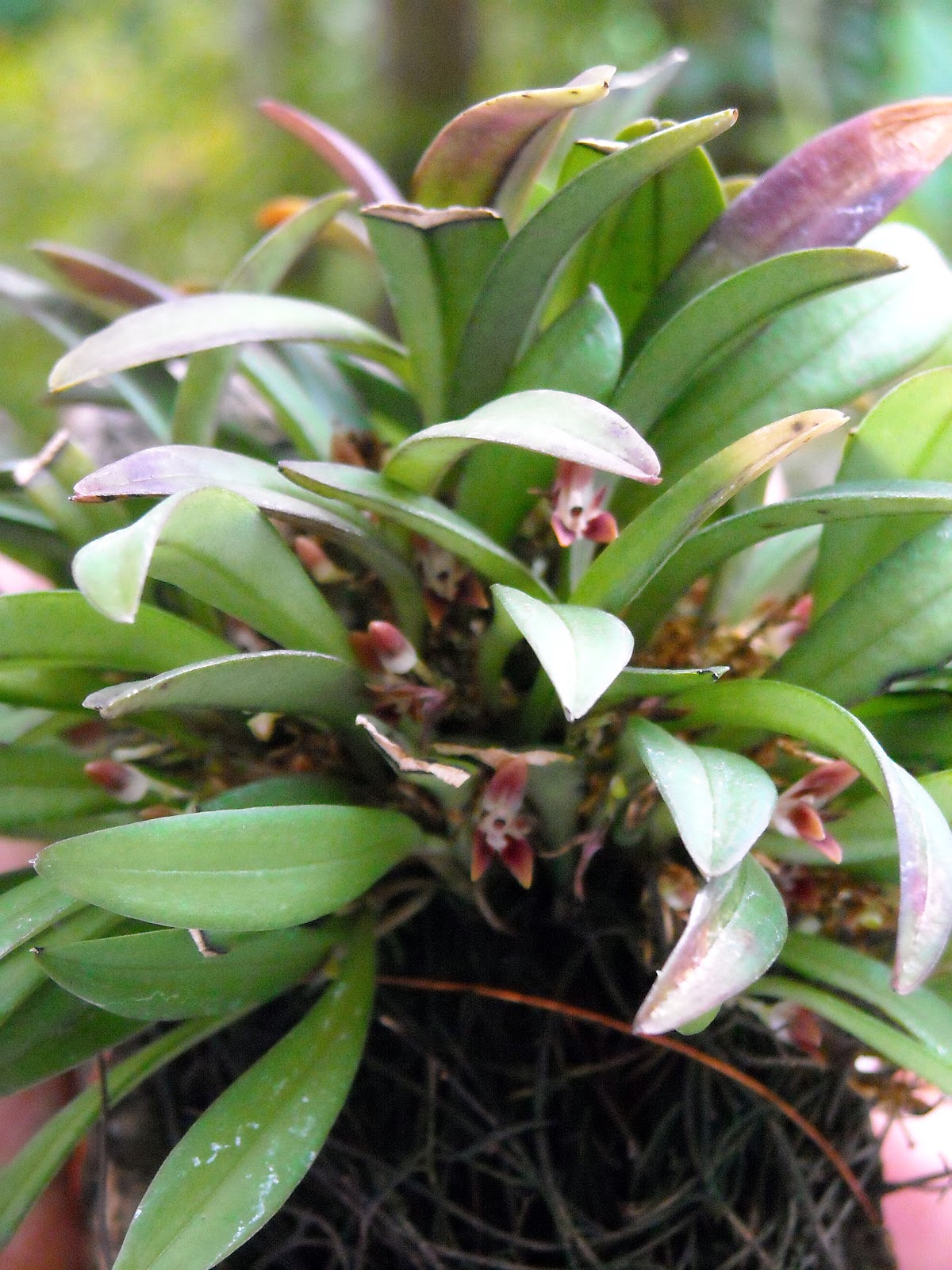 Taccuino delle orchidee di silviaB: Pleurothallis funerea