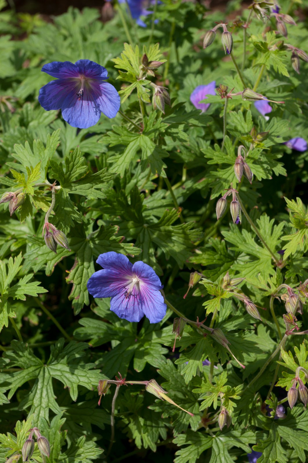 Plant Class: Geranium himalayense 'Gravetye'