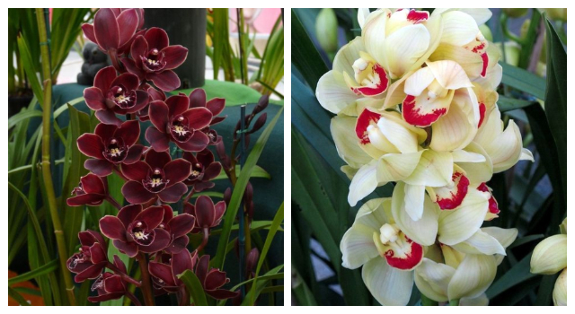 Ορχιδέα Cymbidium. Η πανέμορφη και ανθεκτική Ορχιδέα εξωτερικού χώρου ...
