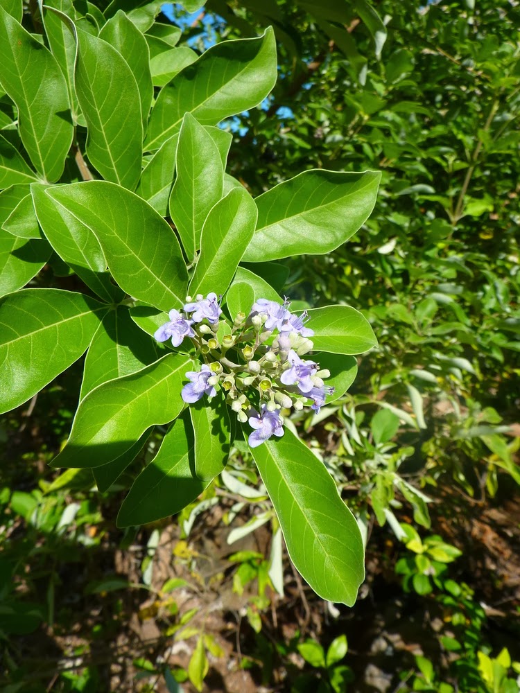LEGUNDI (vitex trifolia L) | Eny Prasetyo