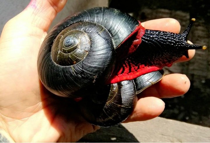 Gambar Siput Yang Terdapat Di Malaysia AnikakruwAtkinson gambar-siput-yang-terdapat-di-malaysia-anikakruwatkinson