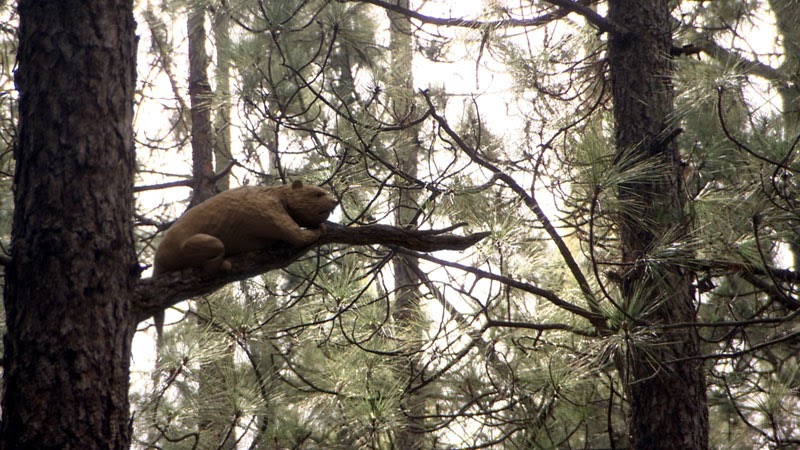 Blogorgonopsid: Dokonalé příklady evoluce: Medvědi