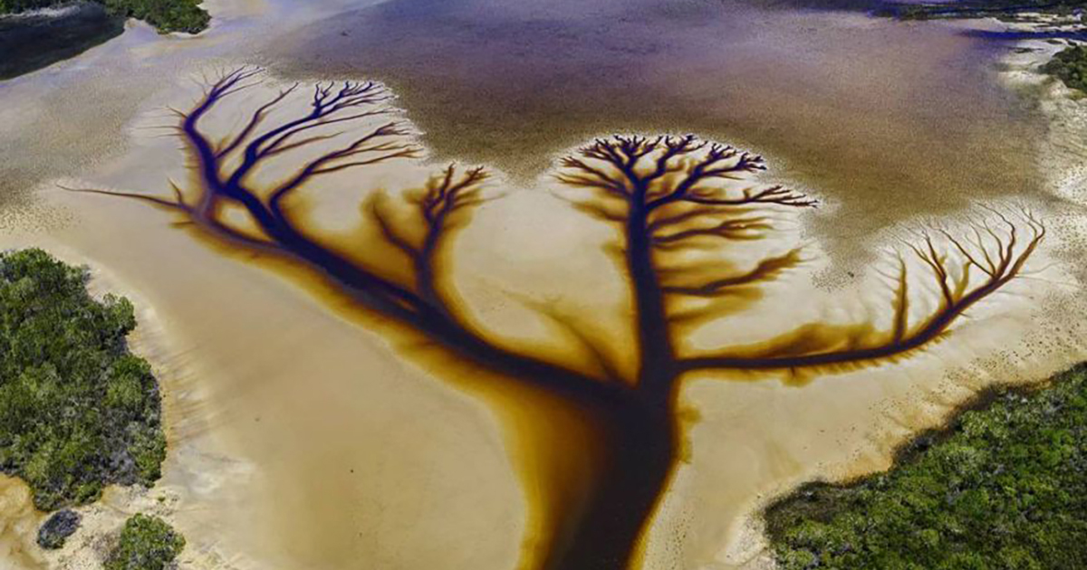 Photographer Finds A Secret "Tree Of Life" In A Dwindling Lake