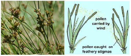 Connor's Biology Blog