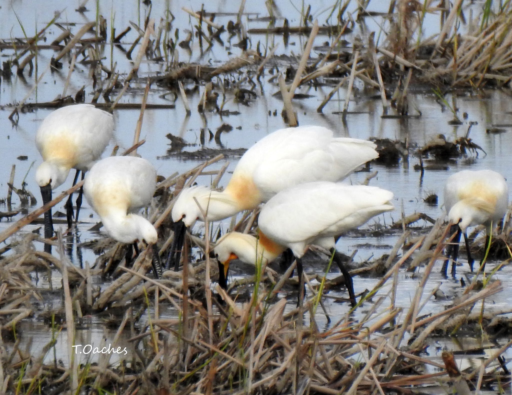 PASARI DIN ROMANIA: LOPATAR, Platalea leucorodia