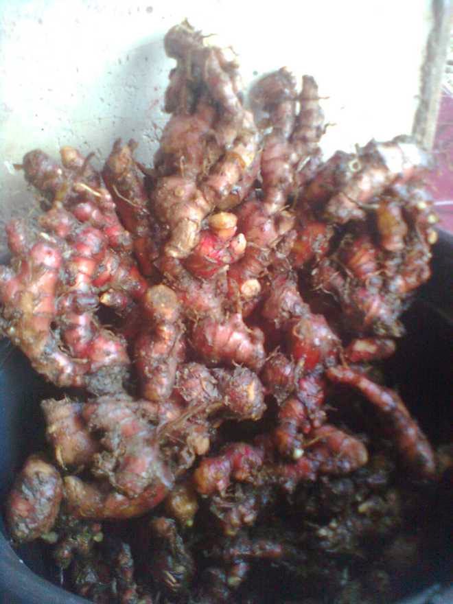 JAHE INDONESIA-Zingiber Officinale-Ginger: Cara Budidaya Jahe Merah ...
