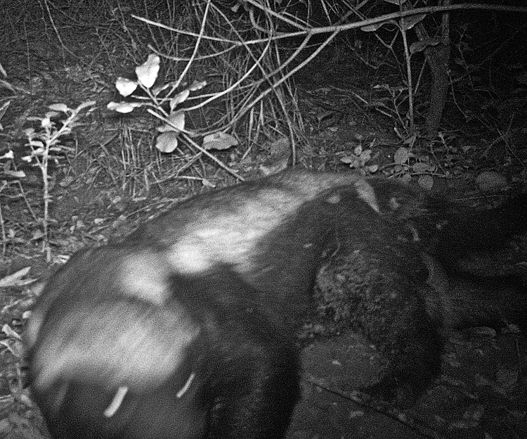 Remote Camera Trap - South Africa: The Black, Grey and White Now In Colour