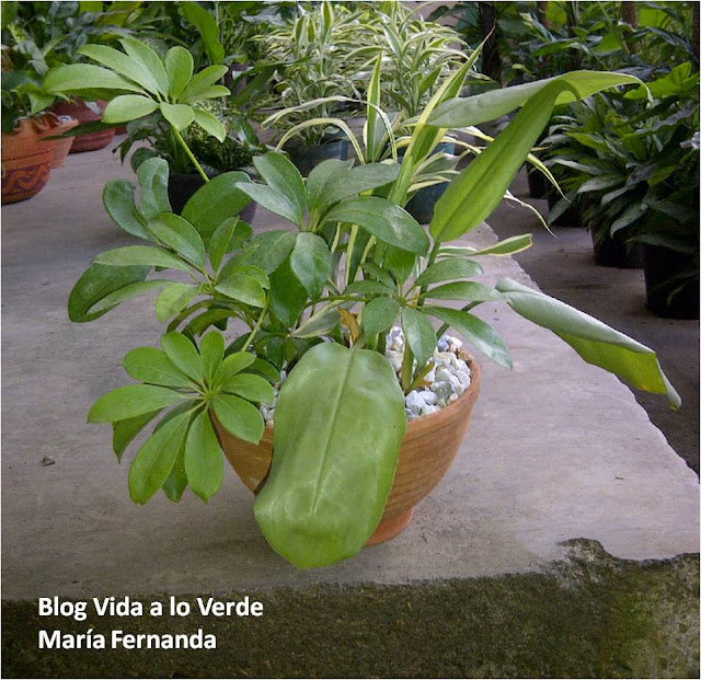 La Doctora De Las Plantas: Qué plantas usar para arreglos de interiores ...