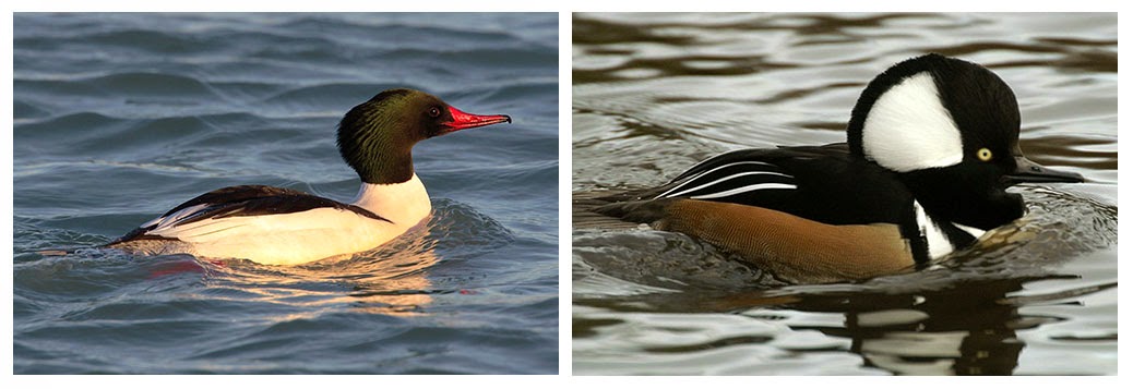 The Ripple Effect: Shingebiss, A Story from Chemaywe’ya, the Way-back Time