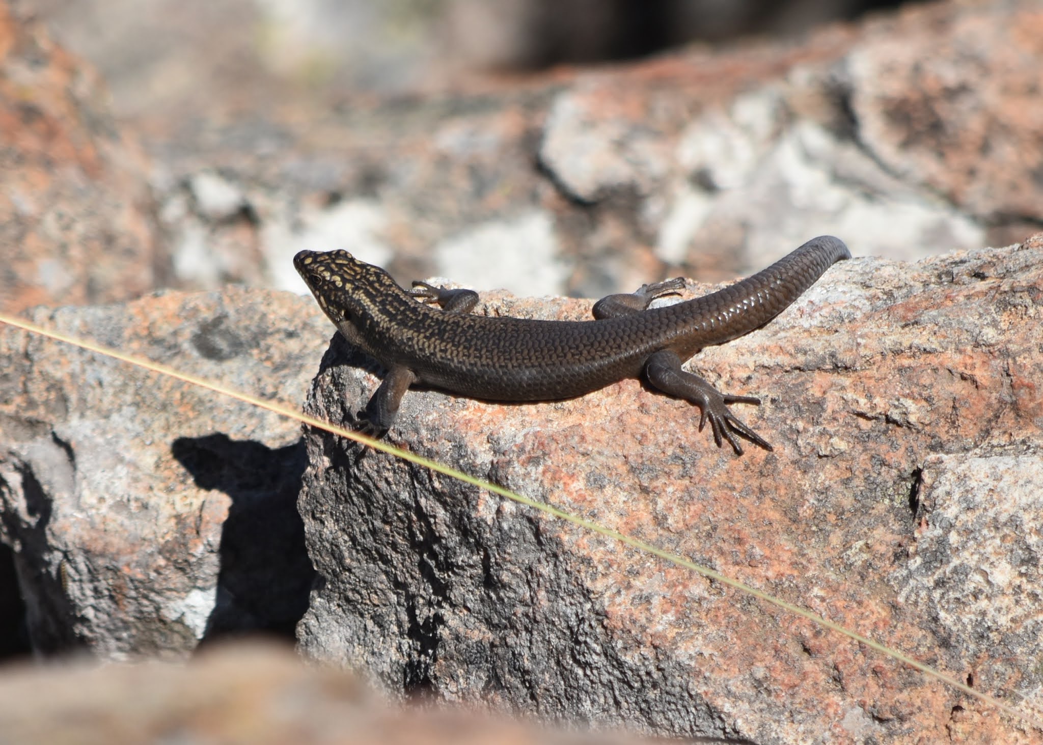9001 REPTILES: KAPUTAR ROCK SKINK