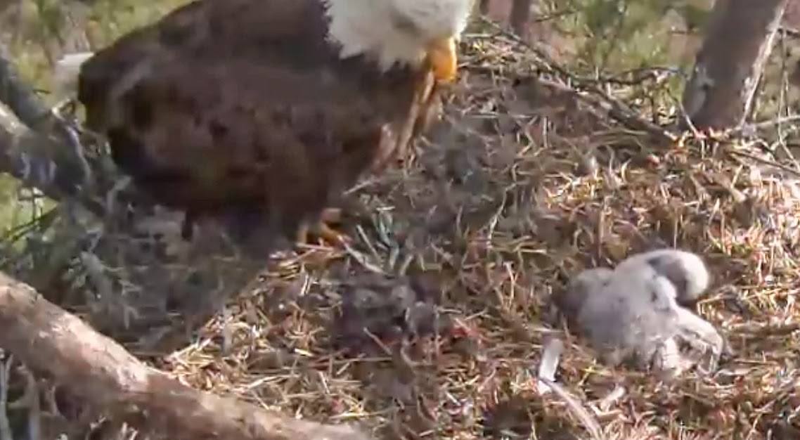 Eagles and Nature with chris7: Berry College Bald Eagle Chick Day 16 ...