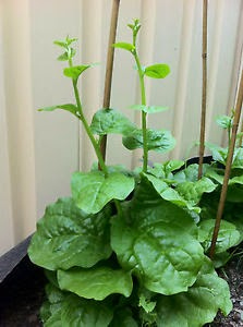 Nature and Farming: How to Plant Alugbati