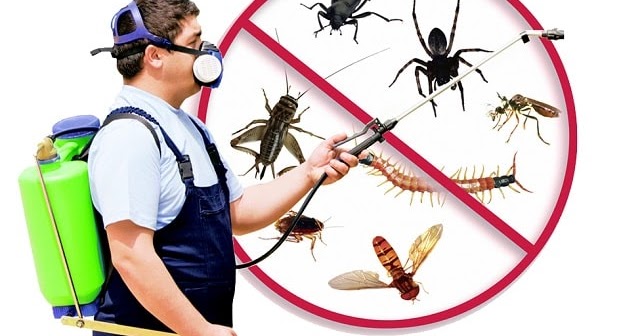 Bootstrap Business: How To Control Pests In The Office Or Workplace