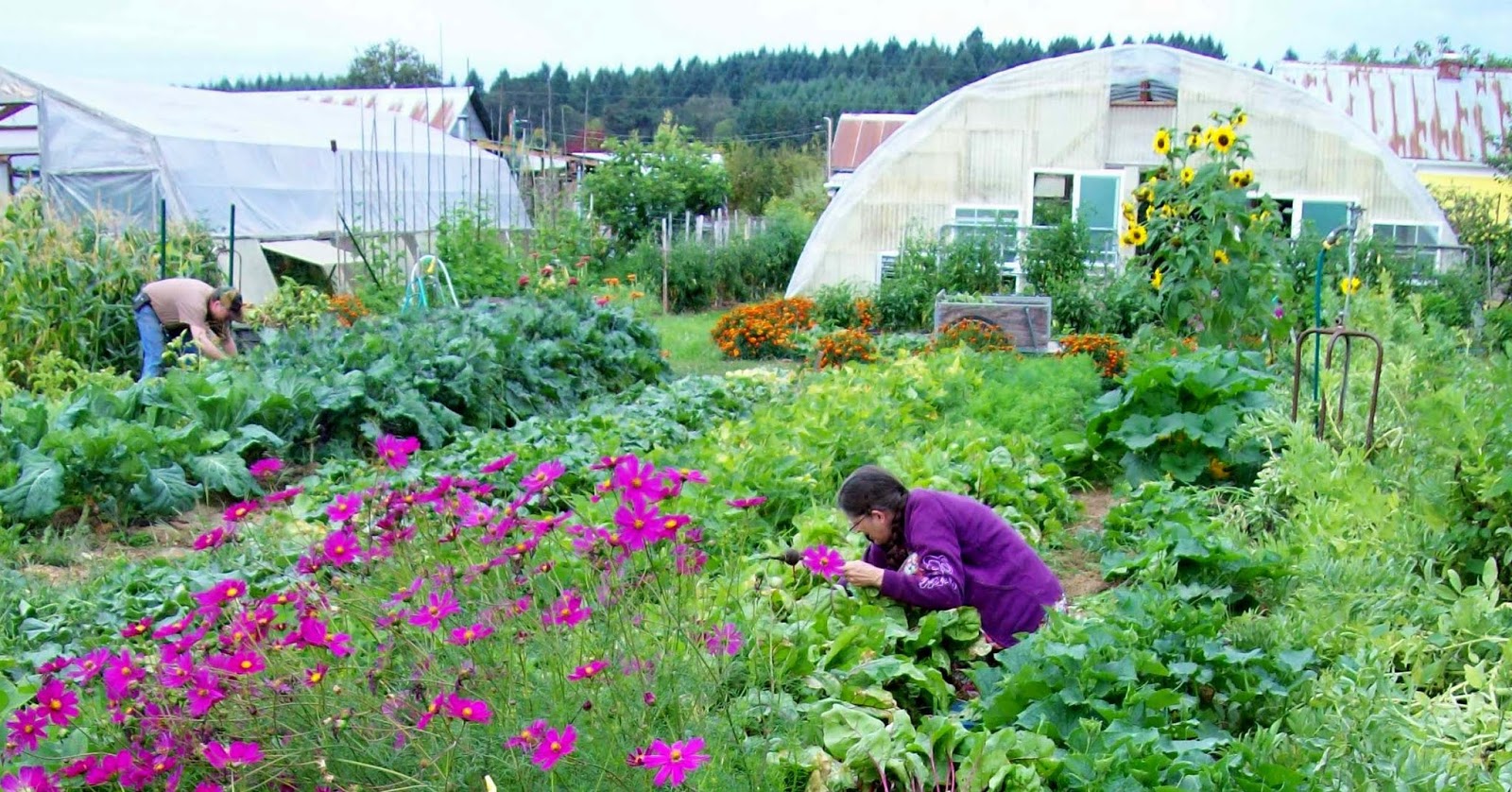 The Sharing Gardens : Overview and Benefits of the Sharing Gardens