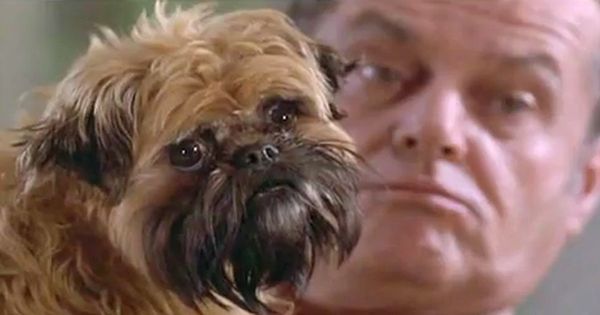 NUNCAJAMAS COCKER: VERDELL, EL GRIFÓN DE BRUSELAS