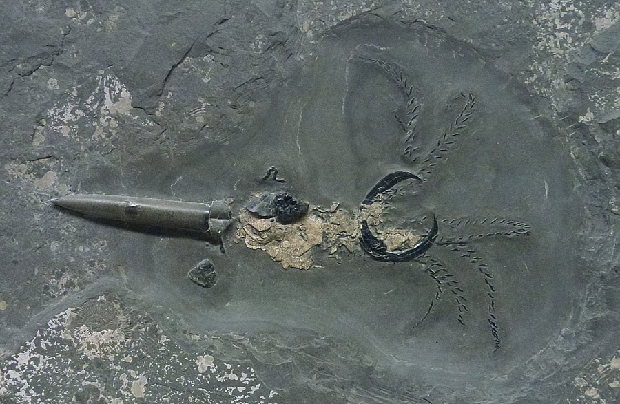 Una mirada al entorno.: Belemnite.