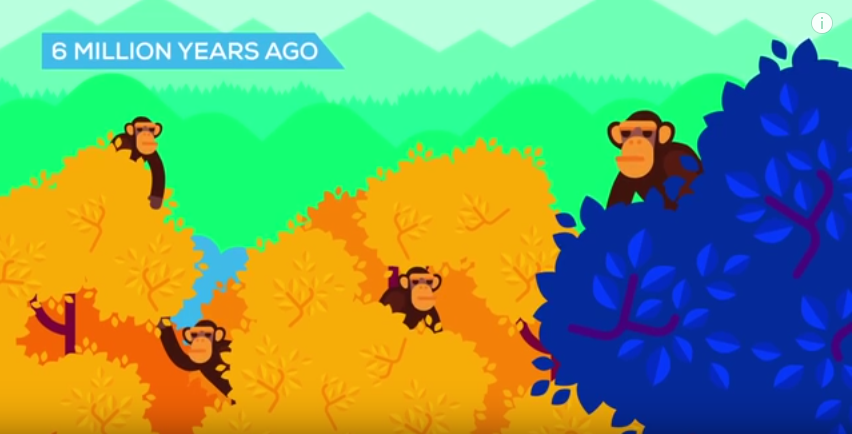 The Monkey Buddha: In a Nutshell: Human Origins