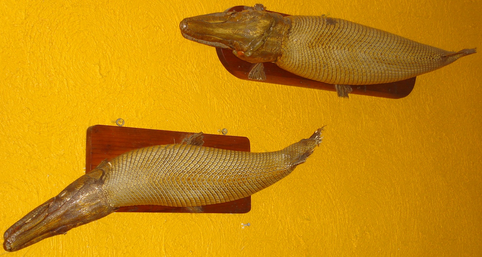 ¡Vive! ¡Disfruta! ¡Comparte! por Gil El Conocedor: Villahermosa y con frío