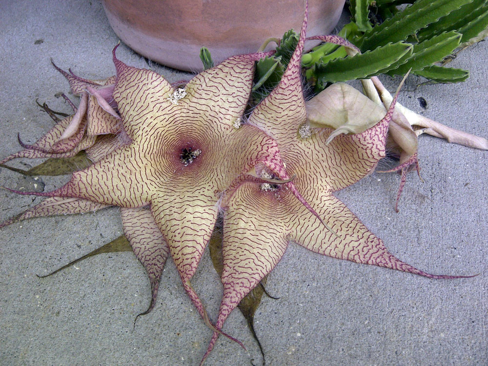 The Rainforest Garden: The Absolutely True Tale of the Evil Carrion Flower