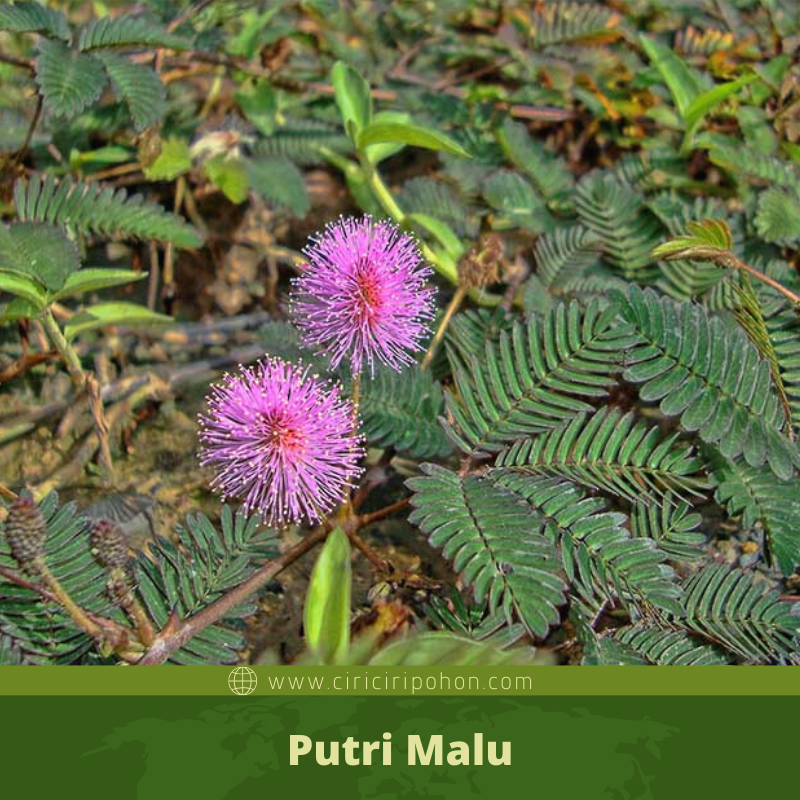 60+ Pohon Gulma atau Rumput Liar (Lengkap dengan Nama dan Gambar) - Ciriciripohon.com