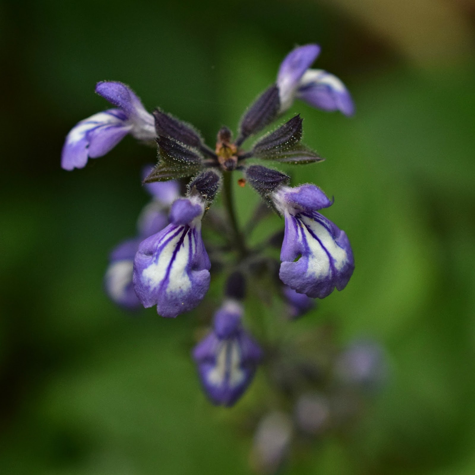 Using Georgia Native Plants: 2019