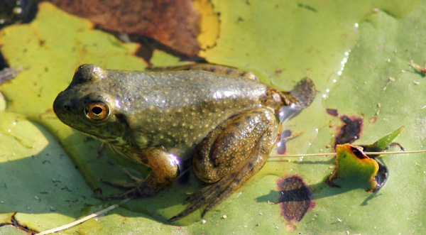 Explore Missouri: Bullfrog Metamorphosis