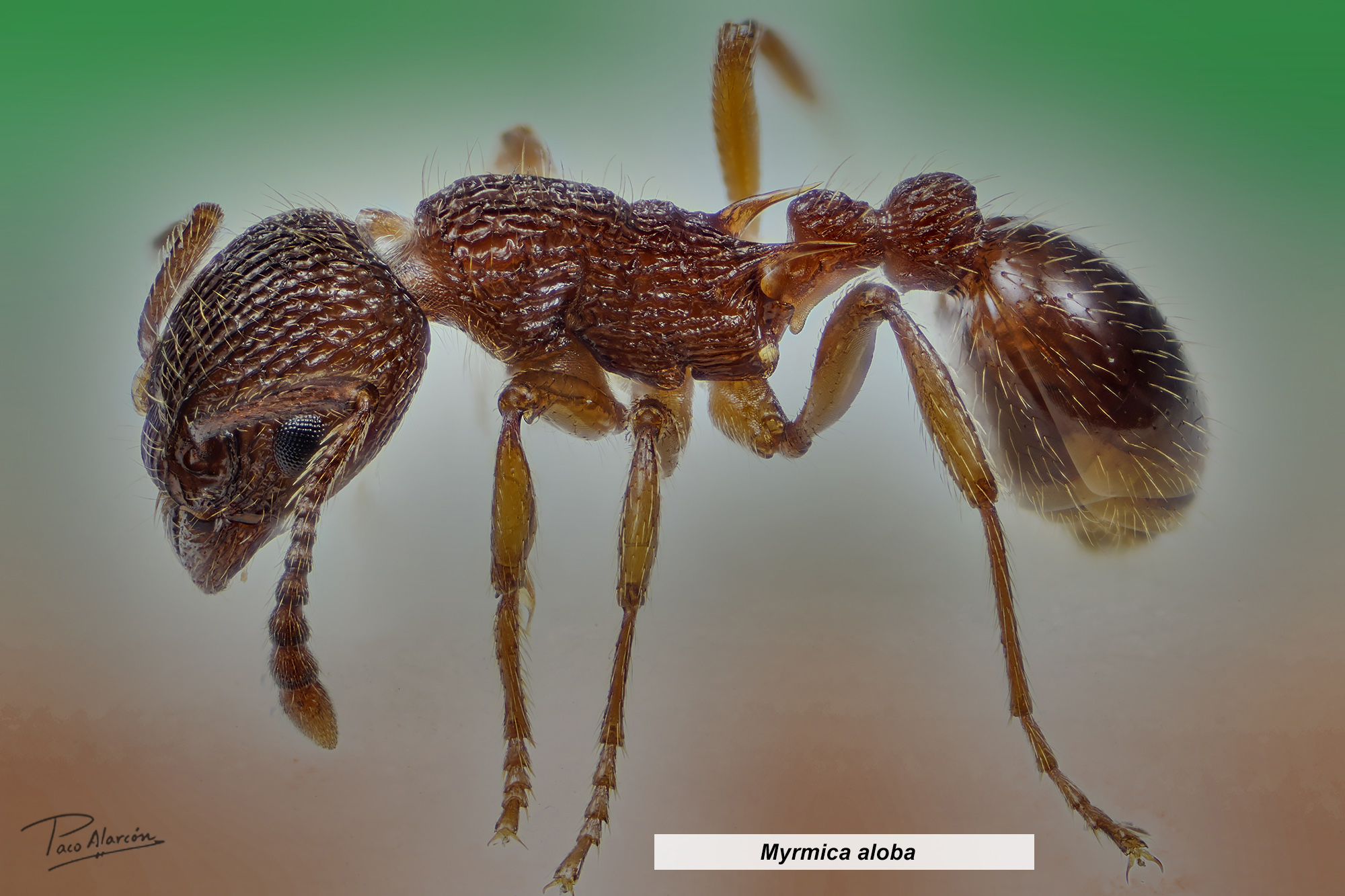 Hormigas: Galería