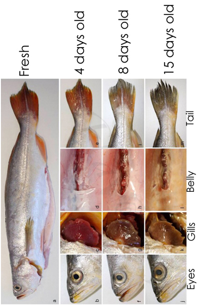 January 2021 | Get to know your fish