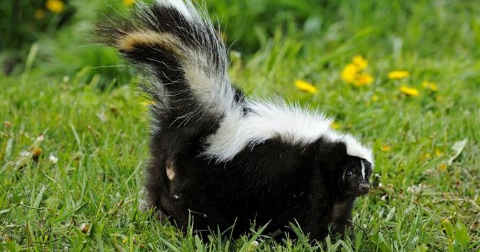 Bagaimana Sigung Menghadapi Predator? | Belajar Sampai Mati