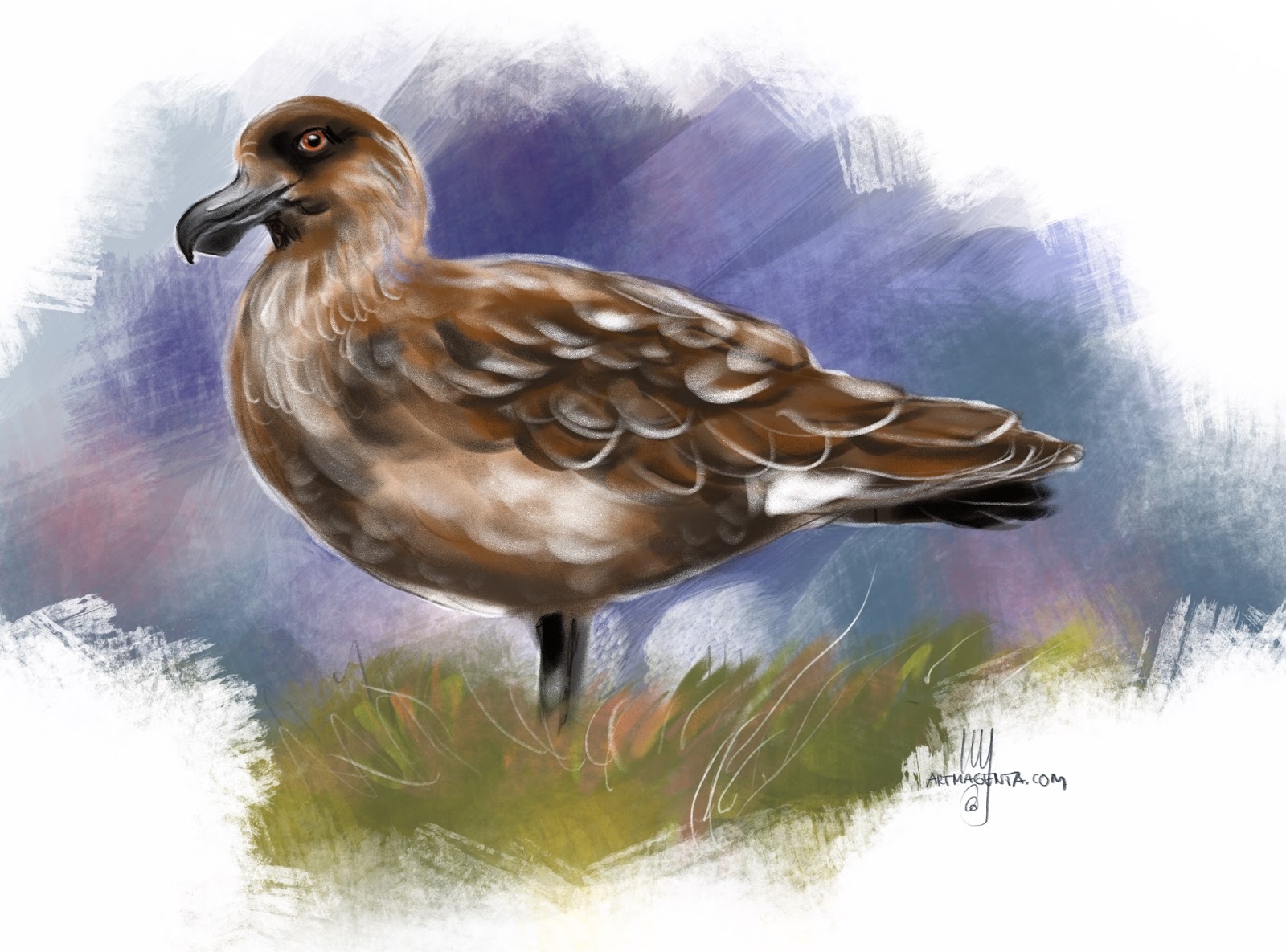 Birds: Great skua