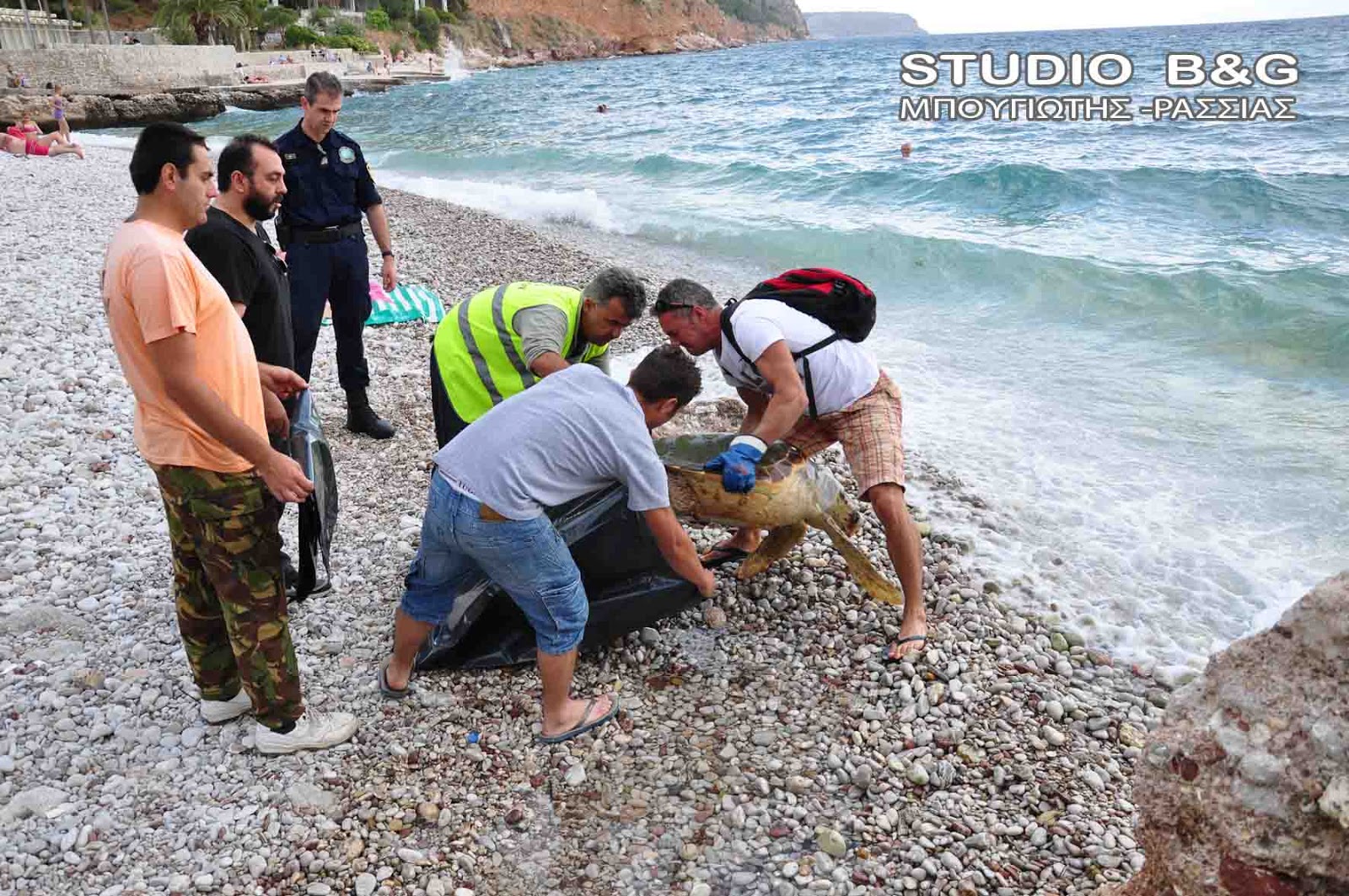 Αργολικός Ποιμήν: ΝΑΥΠΛΙΟ ΧΕΛΩΝΑ ΚΑΡΕΤΑ ΚΑΡΕΤΑ ΣΤΗΝ ΠΑΡΑΛΙΑ ΑΡΒΑΝΙΤΙΑΣ