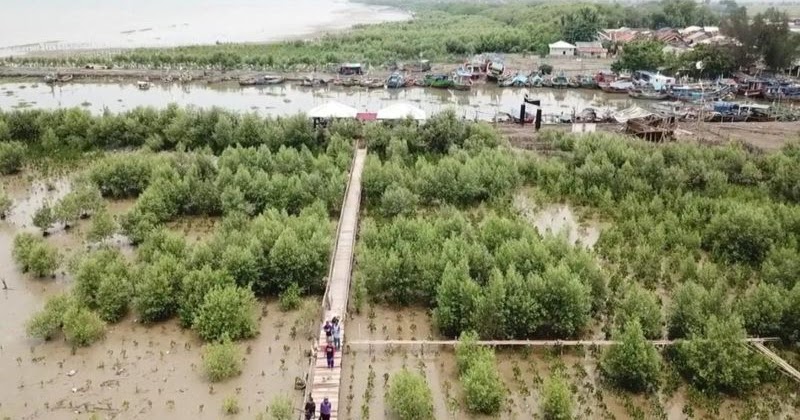 Destinasi Baru Wisata Hutan Mangrove Cilamaya Kulon Karawang