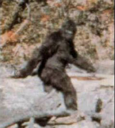 Face To Face With Sasquatch ~ The Crypto Crew