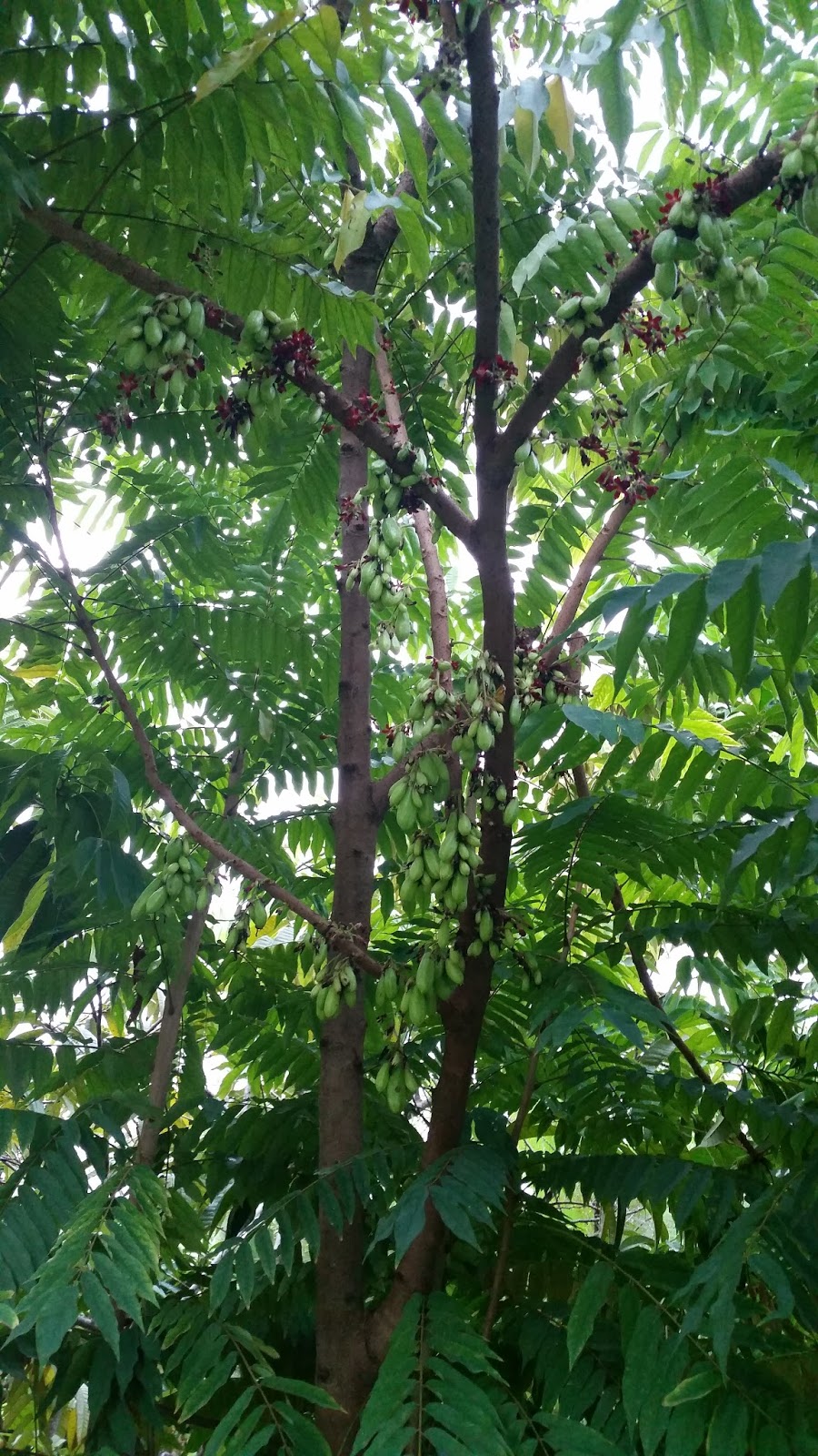 Warisan Petani: Pokok Belimbing Buluh.