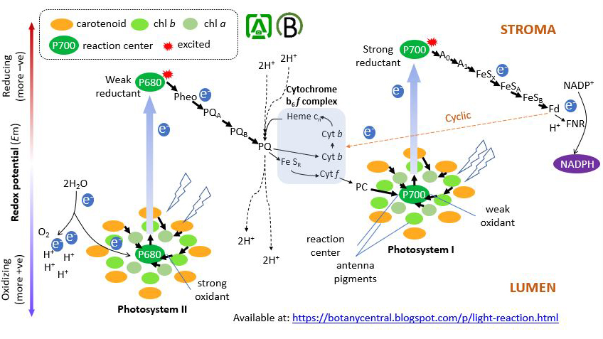 Light Reactions Diagram