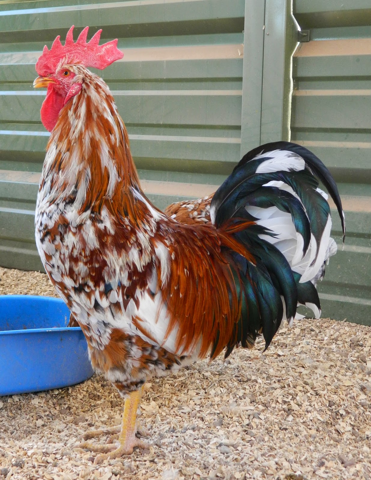 Aloha Chickens: Still Searching for Mr. Right
