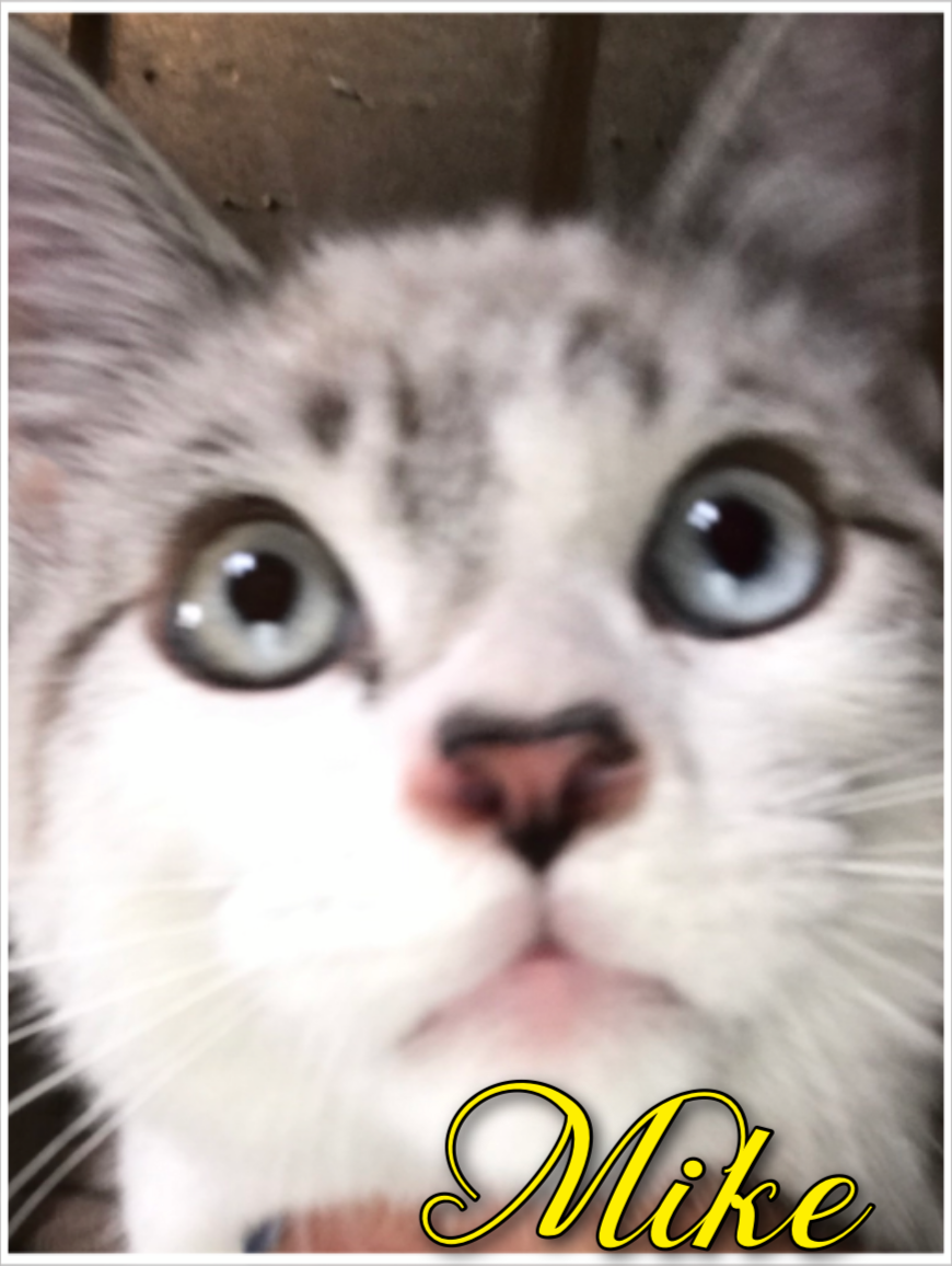 Feral Paws Rescue Group: Cat of the Month: Mike