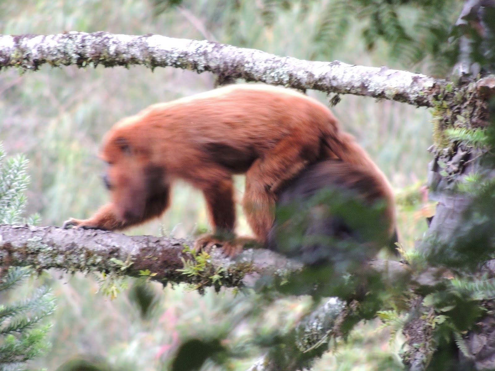 RPPN Santa Bárbara: Bugiu-ruivo (Alouatta guariba)