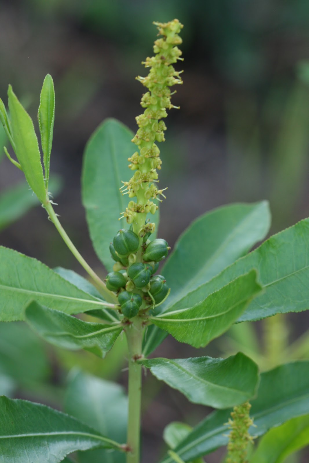 Native Florida Wildflowers: Queen's Delight - Stillingia sylvatica
