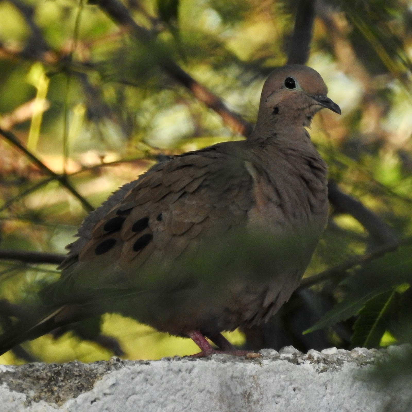 Hiking Curaçao - Flora and Fauna: 2020-02-09