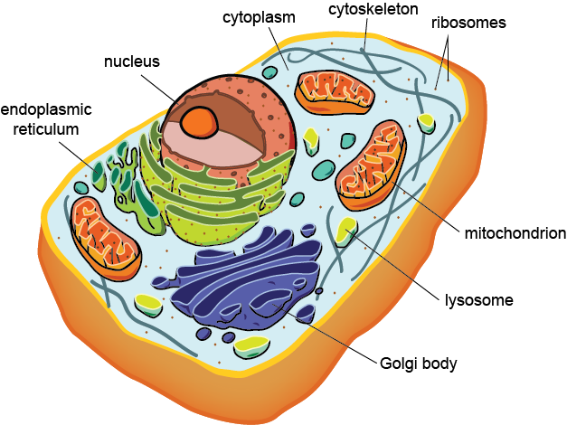 Cell | Definition, Types, & Functions
