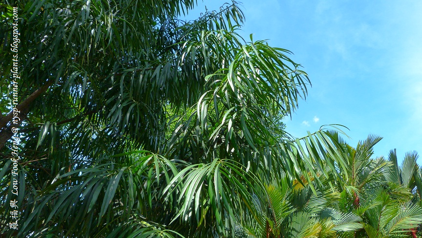 馬來西亞熱帶雨林: Podocarpus 羅漢松屬